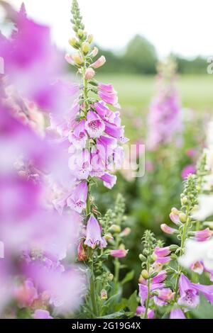Bumblebee pollinating a perennial flower delphinium or larkspur using ...