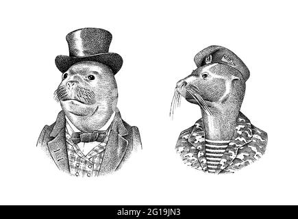 Fur seal man in military uniforms. Marine mammal. Fashion animal ...