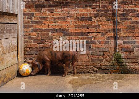 Pig Playing Football Stock Photo - Alamy