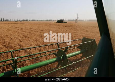 Farmers operate harvesters in a wheat field at Hongqi Seed Farm in ...