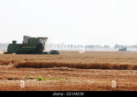 Farmers operate harvesters in a wheat field at Hongqi Seed Farm in ...