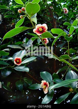 Clusia leaves on tropical rainforest, Rio Stock Photo - Alamy