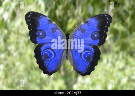 tropical colored butterfly against the background of nature. colorful ...