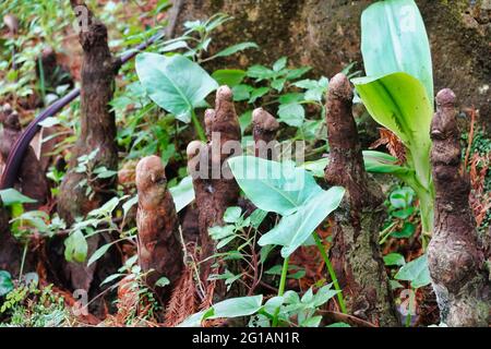 A closeup shot of swamp cypress on marshland Stock Photo - Alamy