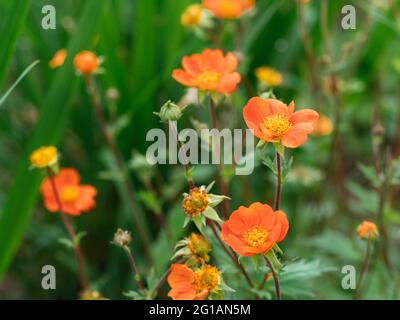 Orange flowering geum hybrid Stock Photo - Alamy