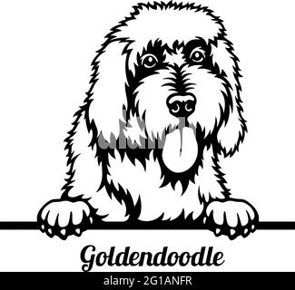 Vector of goldendoodle dog design on white background. Animals. Pet ...