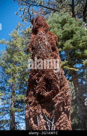 Inyo Craters is a young volcanic crater near Mammoth Lakes in Mono ...