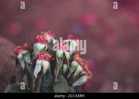 Rose flower without petals in the garden in spring Stock Photo - Alamy