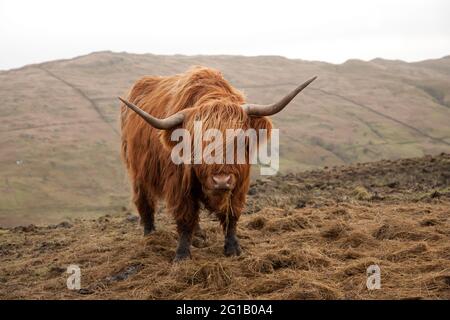 A selective focus shot of brown Highland cattle in the grassland Stock ...
