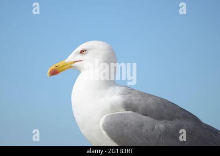 Young specimen of Larus Michahellis Stock Photo - Alamy