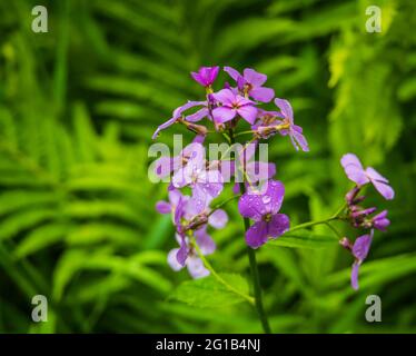 Purple Phlox close up Stock Photo - Alamy