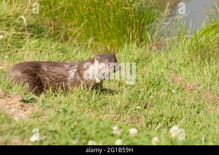 A selective focus shot of an otter resting on the grass Stock Photo - Alamy