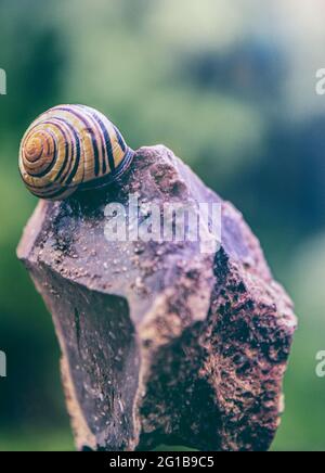 a snail in the background of green Stock Photo - Alamy
