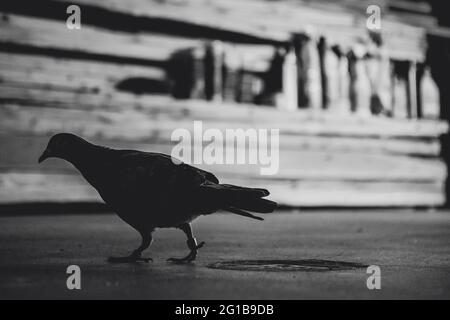 Silhouette of a lone dove in stark, somber contrast as a surreal black ...