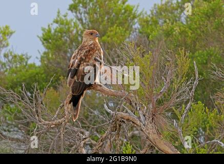 Little Eagle (Hieraaetus morphnoides) light phase bird in flight south ...