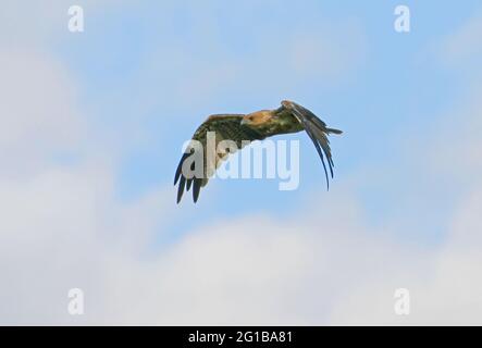Little Eagle (Hieraaetus morphnoides) light phase bird perched in tree ...