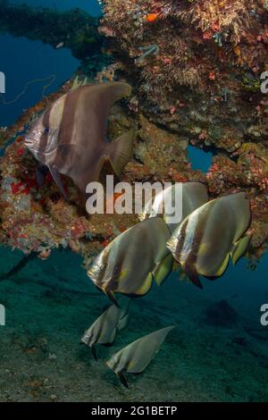 Medium sized fish with disc shaped bodies swimming together under pure ...