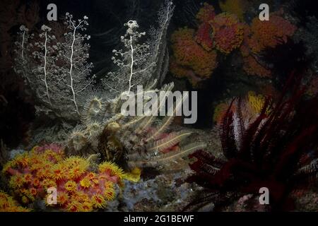 Seaweed with stipes growing on rough coral reefs with polyps under pure ...