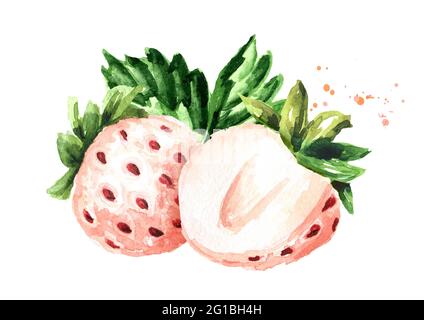 Ripe berries Pineberries or white strawberry elements set. Watercolor ...