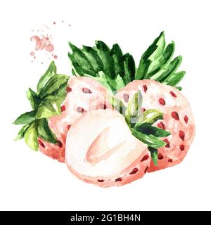 Ripe berries Pineberries or white strawberry elements set. Watercolor ...