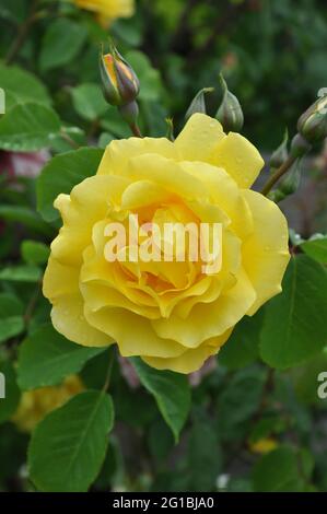 Beautiful single rose in full bloom growing in the summer flower garden ...
