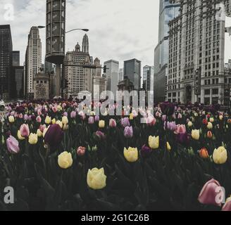 Chicago skyline with flowers on front, Chicago at springtime Stock ...
