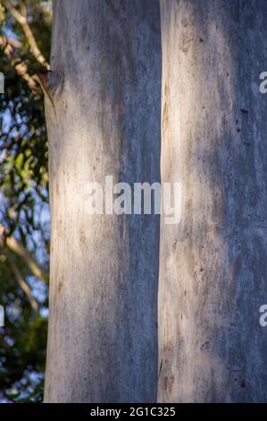 Trunks of two gum trees (eucalyptus grandis) with brown bark peeling ...