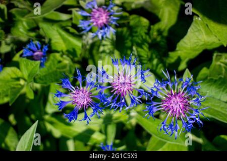 Green fern leaves and purple cornflower buds. Natural floral fern ...