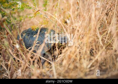 (Selective focus) Stunning view of a Sardinian Marginated Tortoise ...
