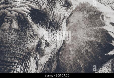 A closeup of a beautiful elephant in the zoo Stock Photo - Alamy