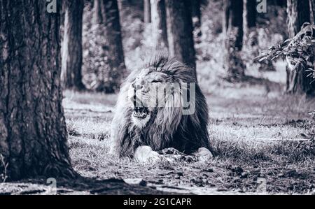 A magnificent lion chews its prey at the Serengeti-Park Resort Zoo in ...