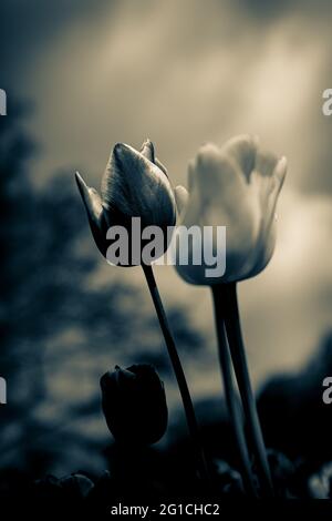 Atmospheric, surreal sea of flowers made of tulips as an emotional ...
