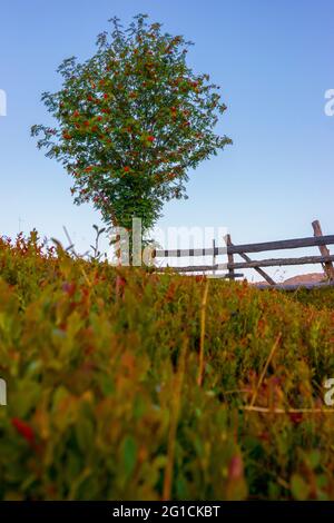 Typical Transylvanian mountains, lonely wooden house and wooden fence ...