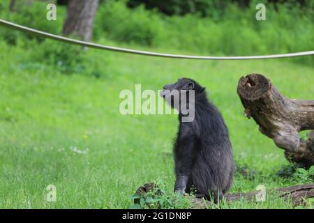 Black monkey chilling at a zoo in Kansas, Missouri Stock Photo - Alamy