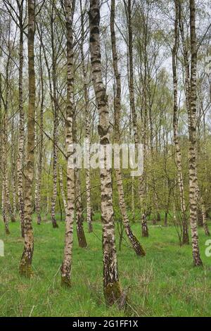 Birch forest (Betula pendula), Emsland, Lower Saxony, Germany Stock ...