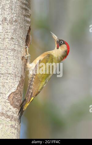European (Populus tremula) green woodpecker (Picus viridis) male at the ...