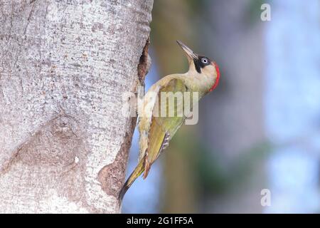 European (Populus tremula) green woodpecker (Picus viridis) male at the ...