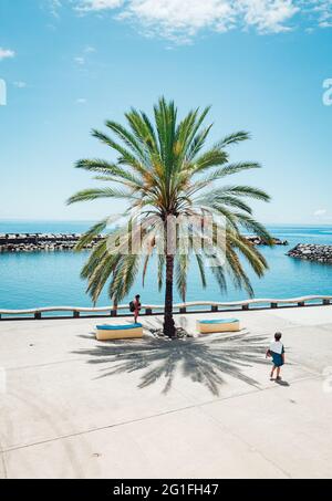Beautiful big palm tree at the ocean , the concept of leisure and ...