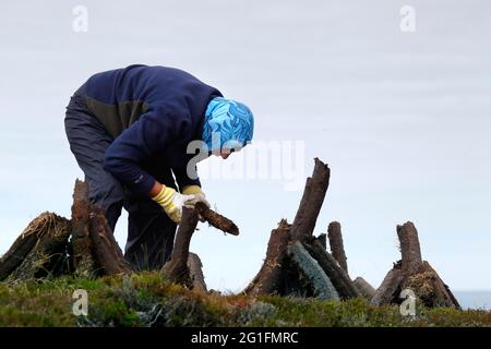 Peat digger, old woman, headscarf, peat cutting, peat bog, manual peat ...