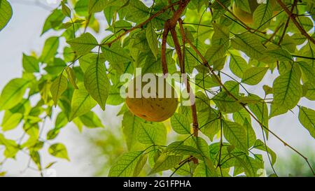 Bilva Tree, Bael, Bili, Bhel, Bengal quince, golden apple, Japanese ...