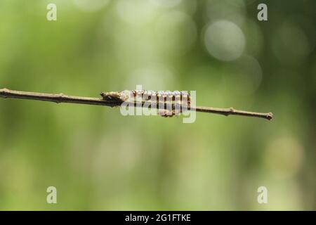 New annelida in nature, brazilian animals for anatomy Stock Photo - Alamy