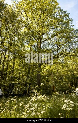 hiking in a tree in westphalia Stock Photo - Alamy