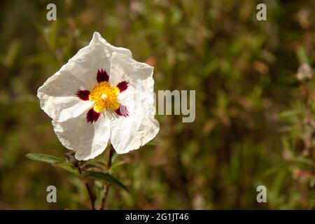 Sunlit Cistus (Lucitanica Decumbens) at The Eden Project Botanical ...
