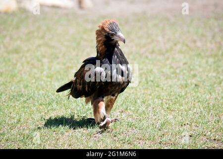 the black breasted buzzard is looking for food Stock Photo - Alamy
