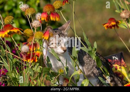 France, Bas Rhin, Young domestic cat in a garden Stock Photo - Alamy