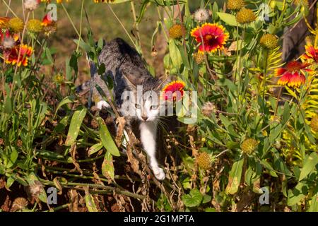 France, Bas Rhin, Young domestic cat in a garden Stock Photo - Alamy