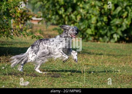 France, Bas Rhin, English Setter, companion dog, running in a garden ...