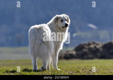 France, Doubs, Sheepdog, Berger des Pyrenees, patou Stock Photo - Alamy