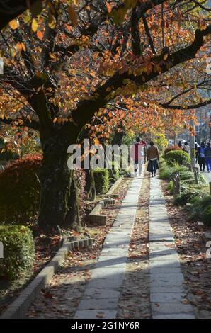 Philosopher's Path with autumn leave in Kyoto Stock Photo - Alamy
