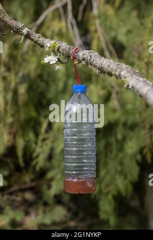 beer and a beer trap in the garden Stock Photo - Alamy